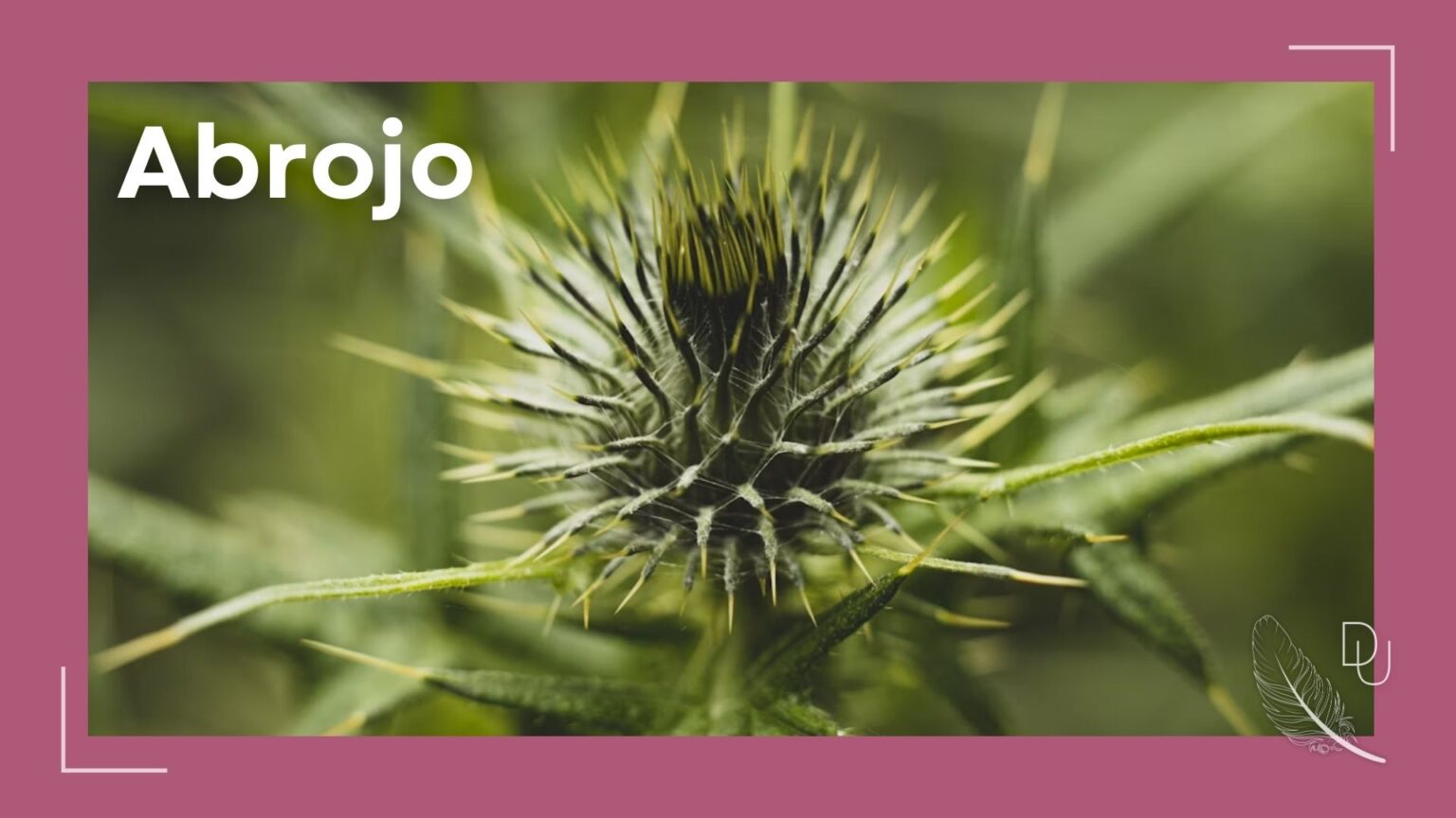 ¿Qué significa Abrojo? Así puedes usar la palabra